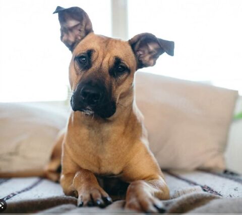 Bible Outlines - Perplexing Procedure Name for Neutering a Dog = Having ...